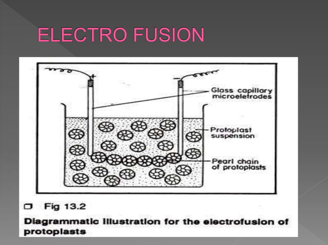 protoplast culture isolation and fusion | PPTX | Biotech and Biomedical ...