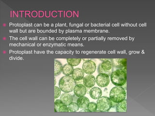 protoplast culture isolation and fusion | PPTX