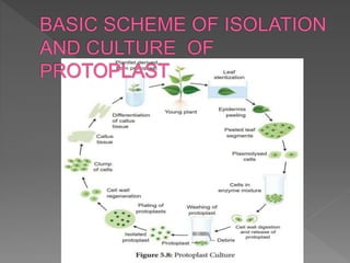 protoplast culture isolation and fusion | PPTX