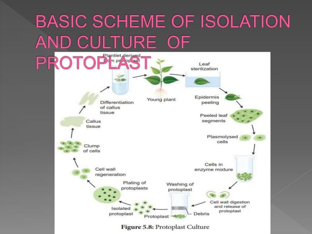 protoplast culture isolation and fusion | PPTX | Biotech and Biomedical ...