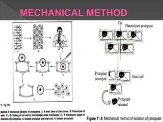 protoplast culture isolation and fusion | PPTX