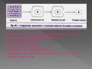 protoplast culture isolation and fusion | PPTX