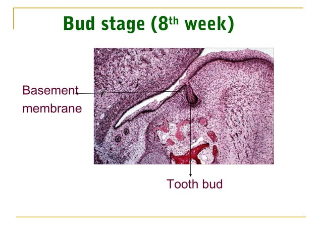 (dental basic seminar)Development of tooth with basic embryology ...