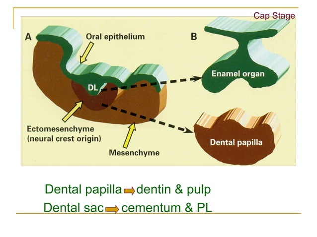 (dental basic seminar)Development of tooth with basic embryology ...