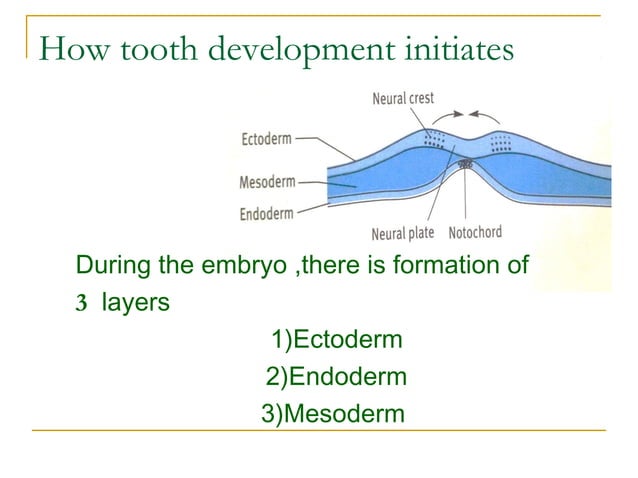 (dental basic seminar)Development of tooth with basic embryology ...