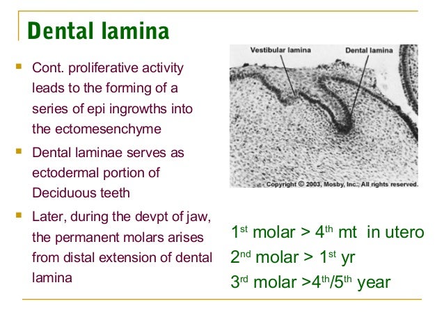 (dental basic seminar)Development of tooth with basic embryology (p…