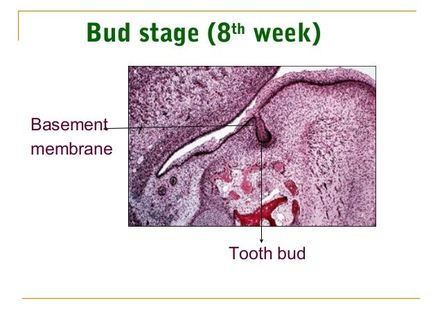 (dental basic seminar)Development of tooth with basic embryology (p…