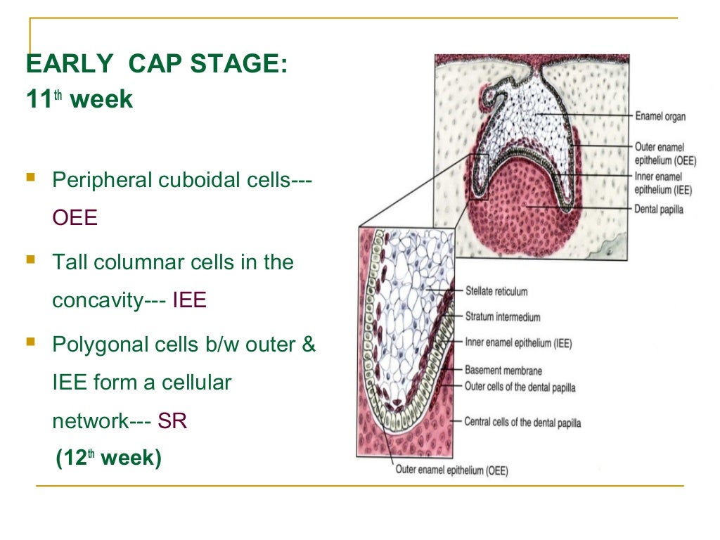 (dental basic seminar)Development of tooth with basic embryology (p…