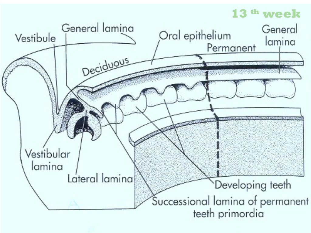 (dental basic seminar)Development of tooth with basic embryology (p…