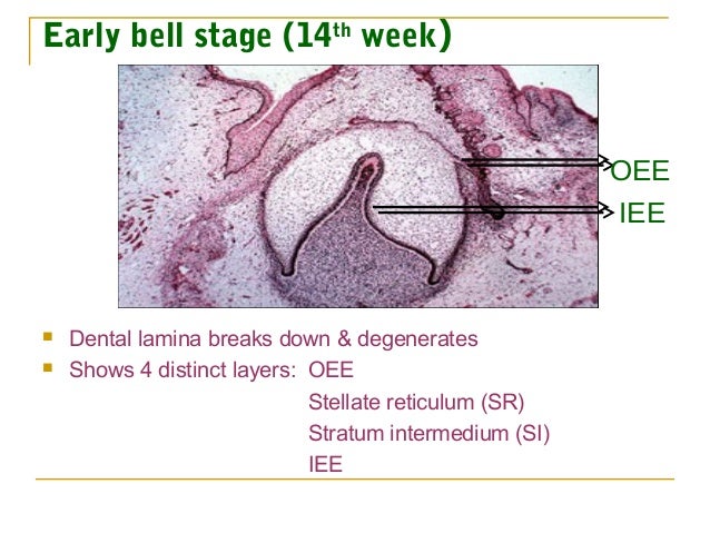 (dental basic seminar)Development of tooth with basic embryology (p…