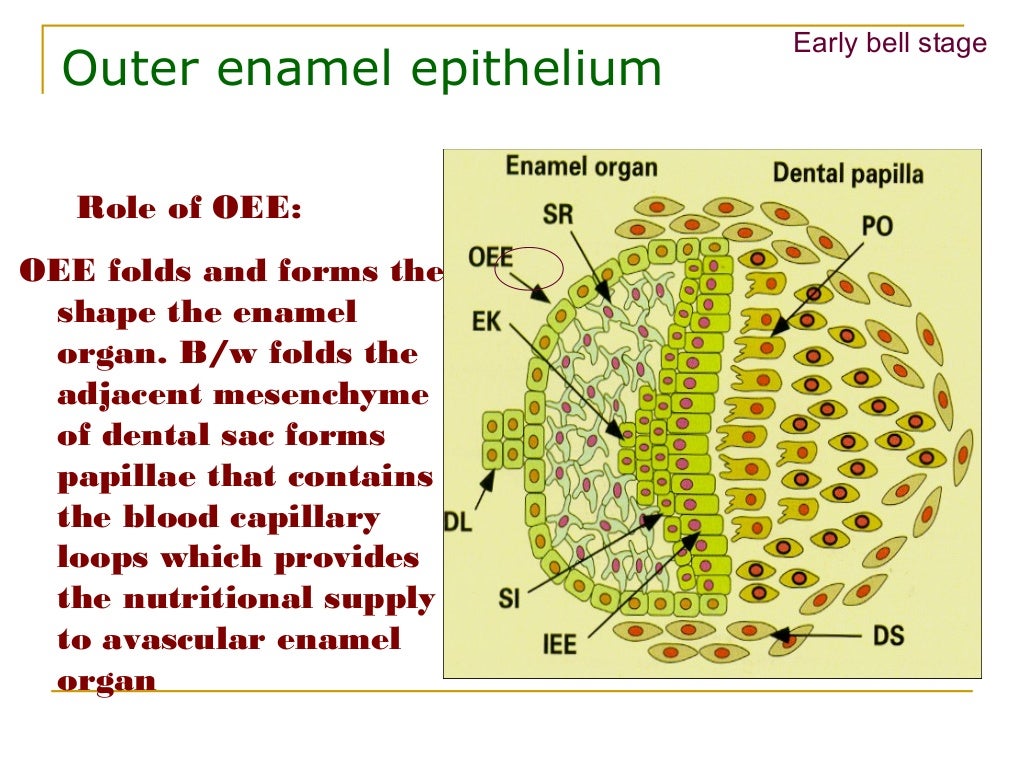 (dental basic seminar)Development of tooth with basic embryology (p…