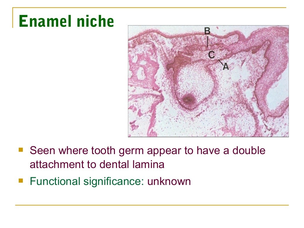 (dental basic seminar)Development of tooth with basic embryology (p…