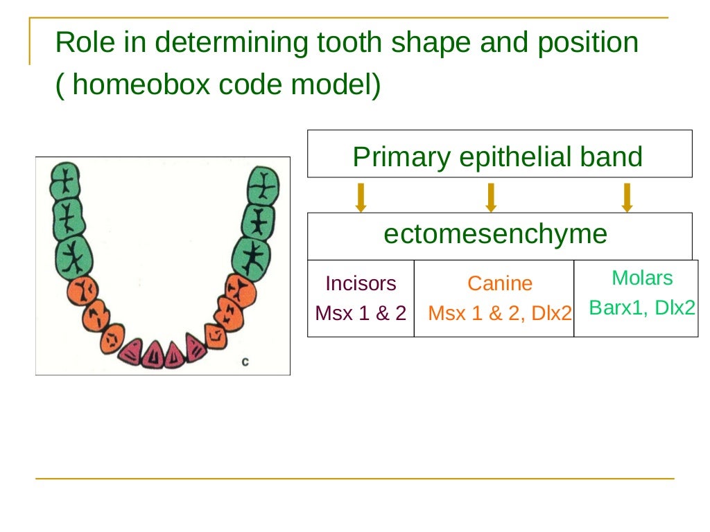 (dental basic seminar)Development of tooth with basic embryology (p…