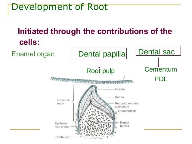 (dental basic seminar)Development of tooth with basic embryology (p…