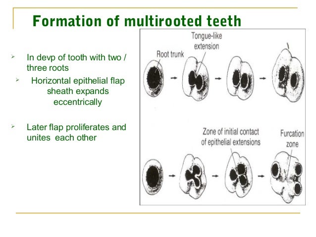 (dental basic seminar)Development of tooth with basic embryology (p…