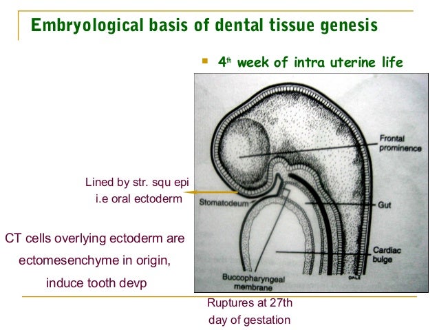(dental basic seminar)Development of tooth with basic embryology (p…