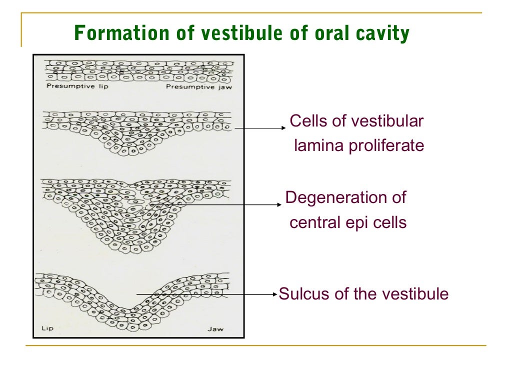 (dental basic seminar)Development of tooth with basic embryology (p…
