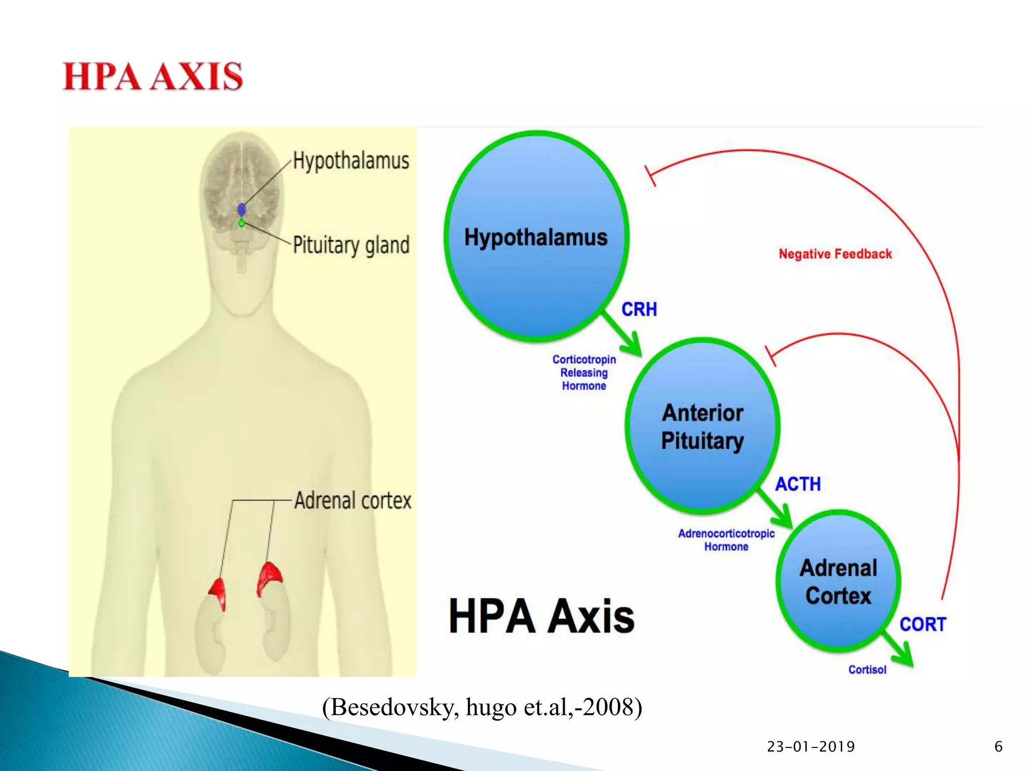 Role of hpa Axis in Depression ppt (1) | PPTX