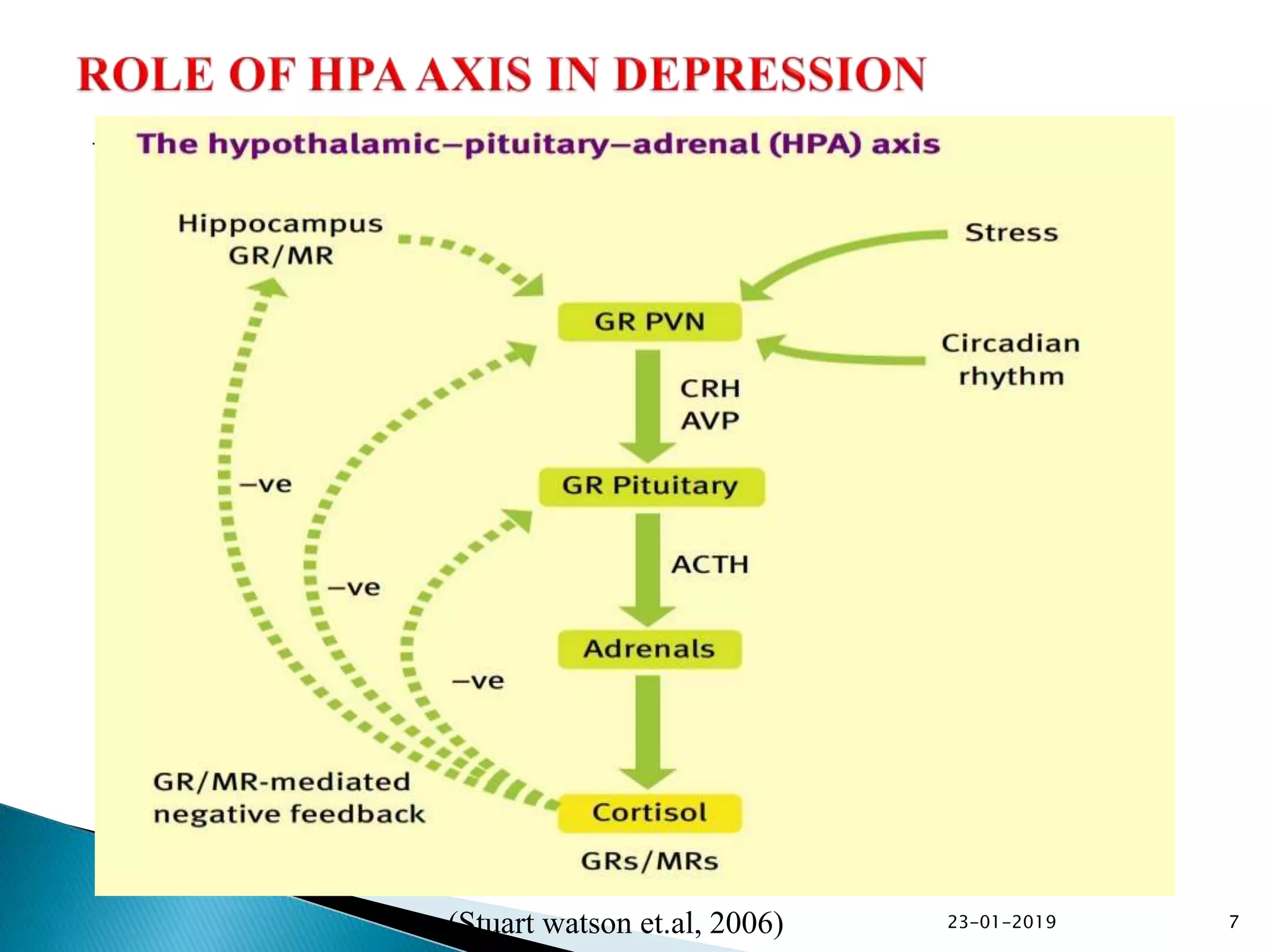 Role of hpa Axis in Depression ppt (1) | PPTX
