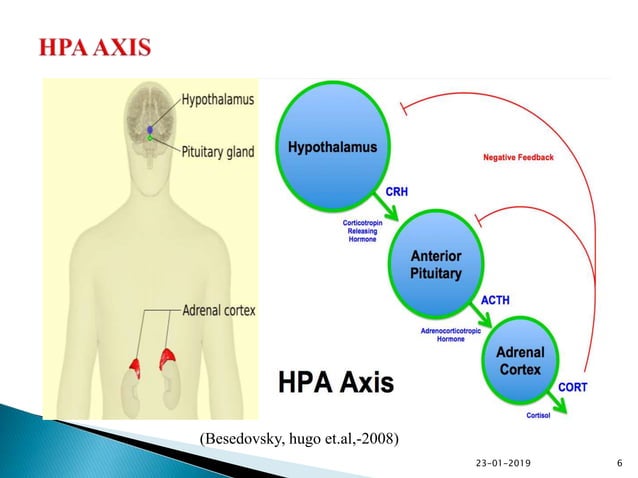 Role of hpa Axis in Depression ppt (1) | PPTX | Endocrine and Metabolic ...