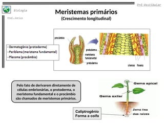 histologia-vegetal- tecidos vegetais.ppt