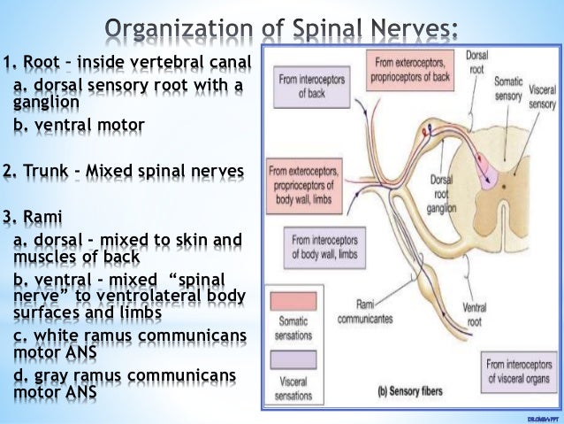 0 The Nervous System G.pptx