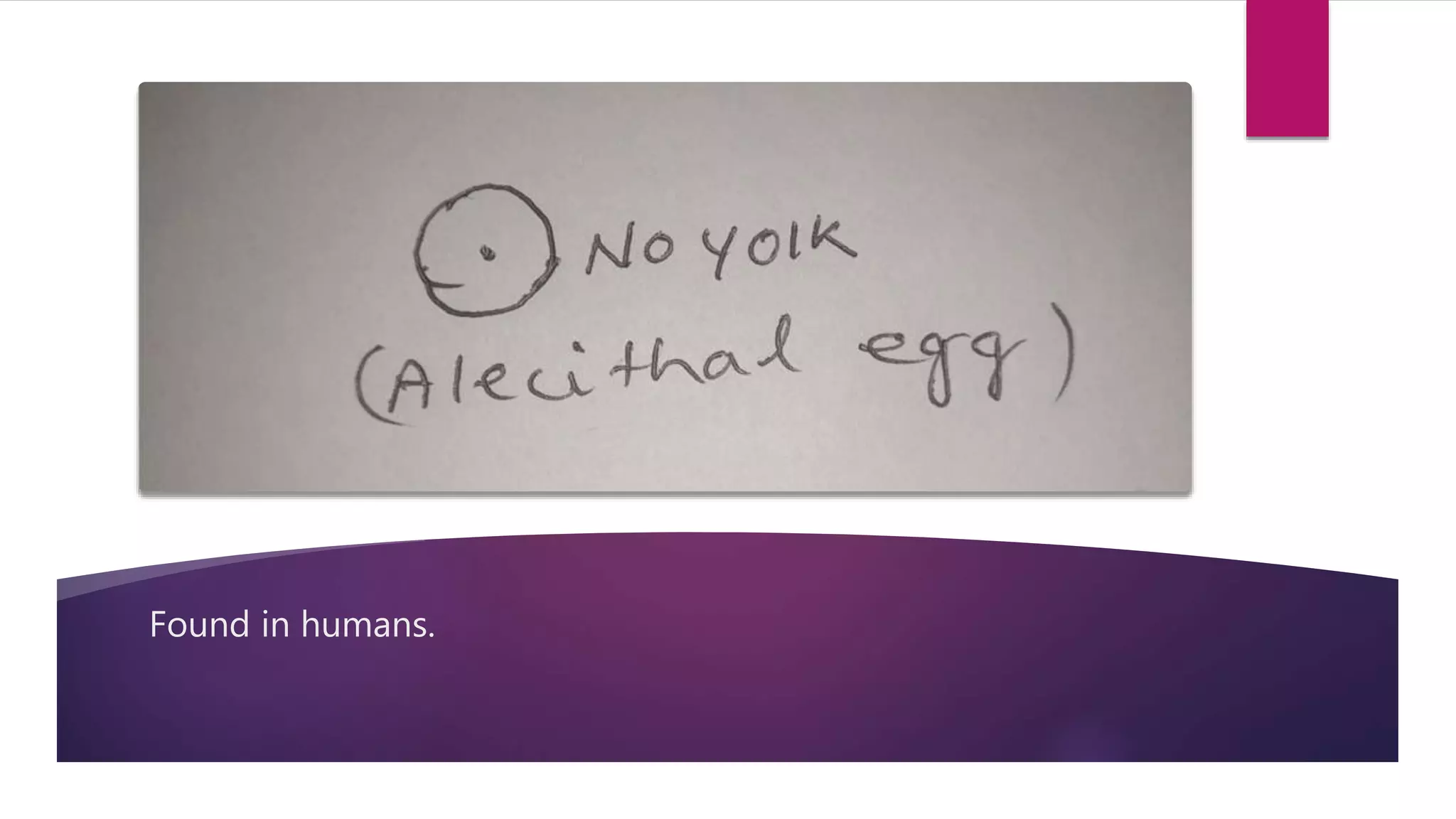 Types of egg | PPTX | Genetics | Science