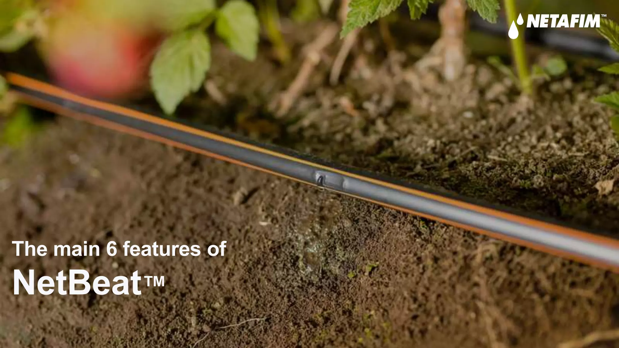 NetBeat: The first irrigation system with a brain | PPTX