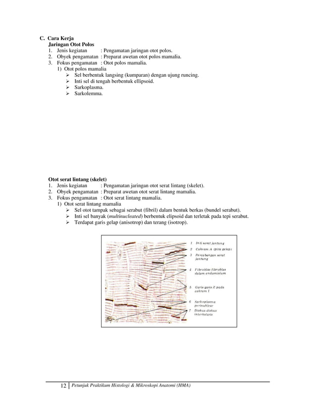 Prak-JARINGAN_EPITEL-Prak-JARINGAN_EPITEL.pdf