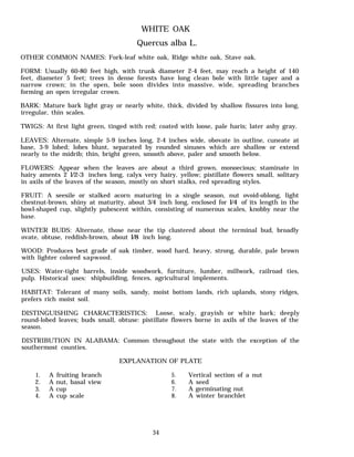White oak | PDF
