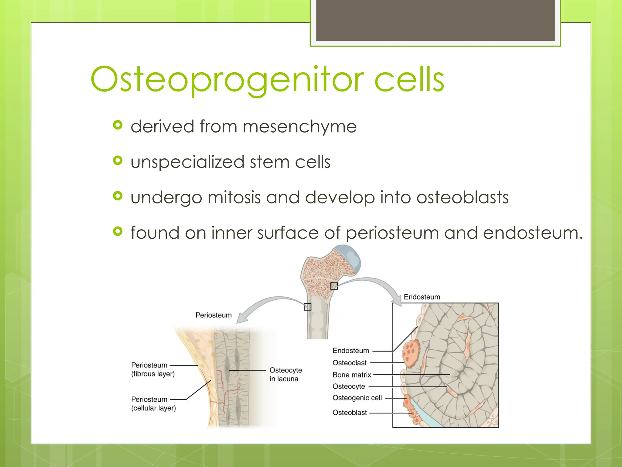 Biochemistry of bone formation and degradation | PPT