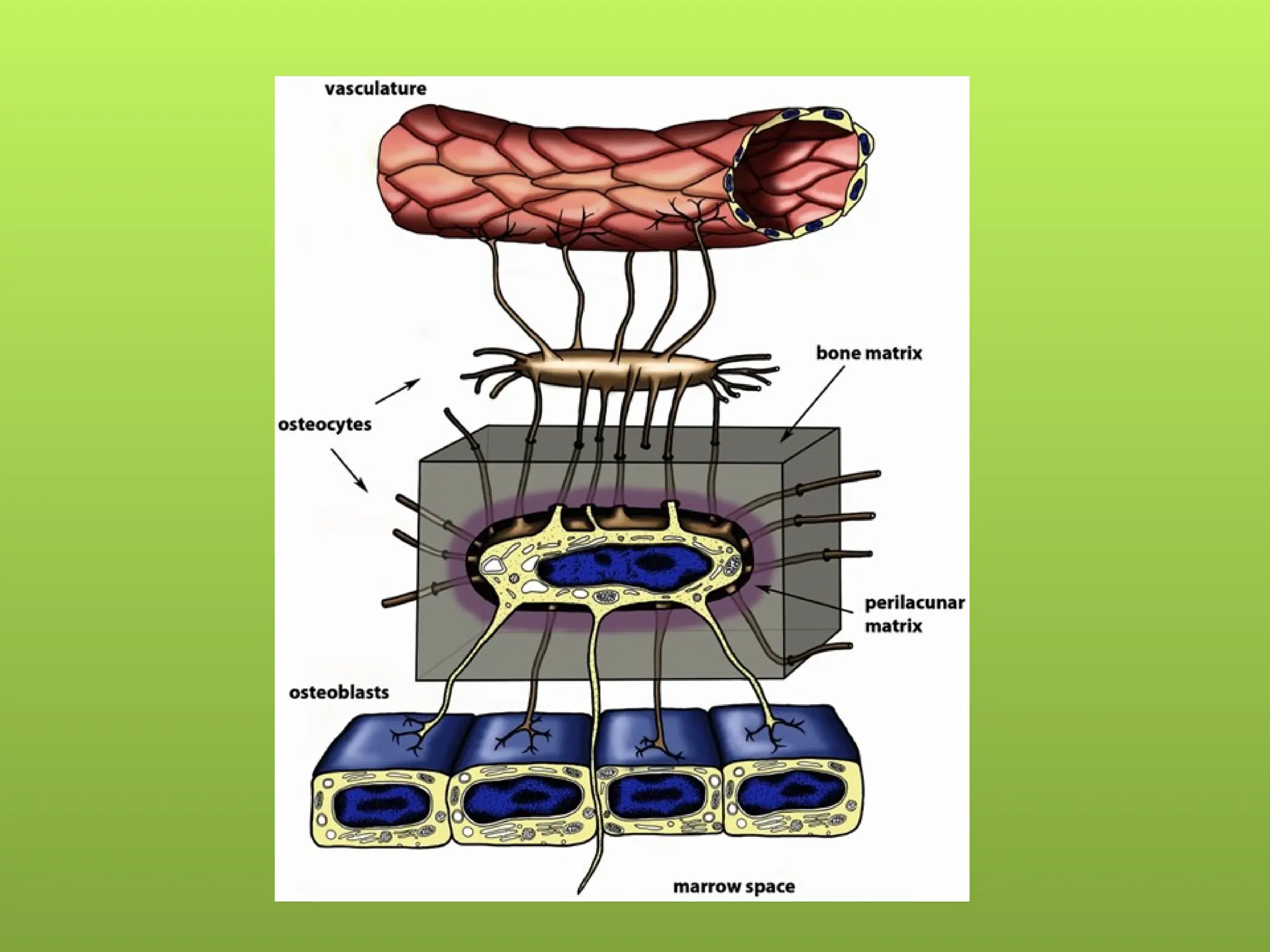 Biochemistry of bone formation and degradation | PPT