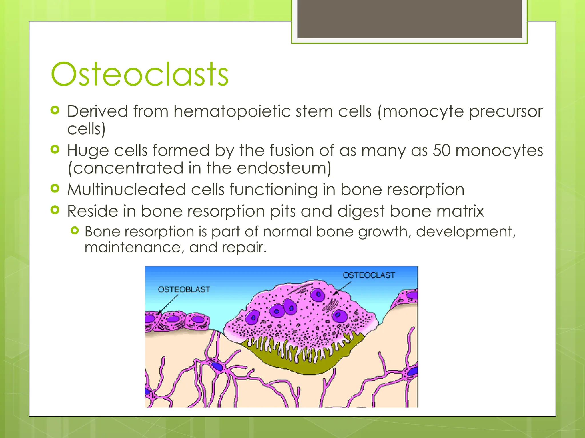 Biochemistry of bone formation and degradation | PPT