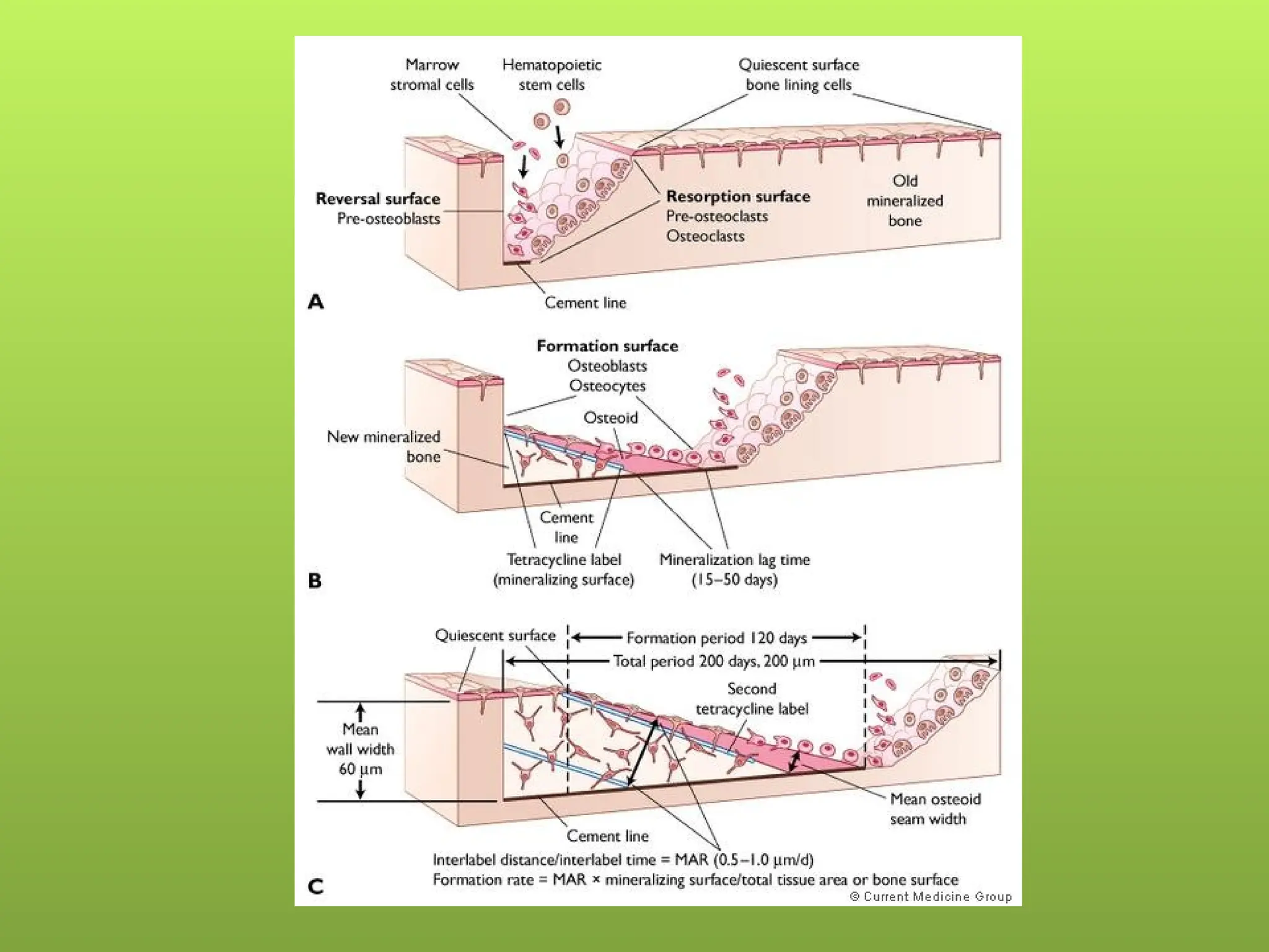 Biochemistry of bone formation and degradation | PPT