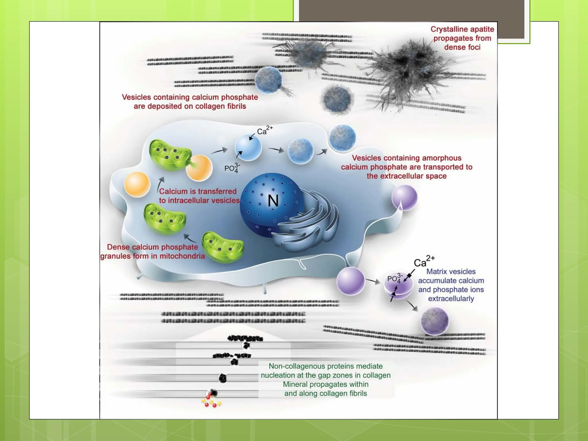 Biochemistry of bone formation and degradation | PPT