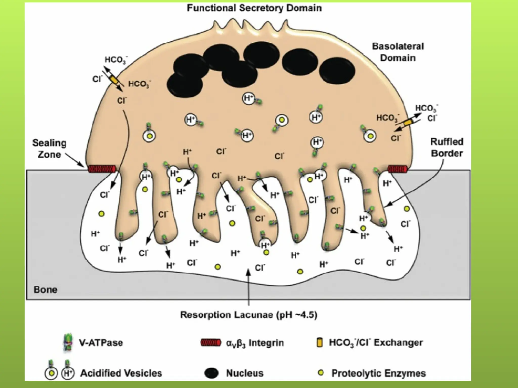 Biochemistry of bone formation and degradation | PPT