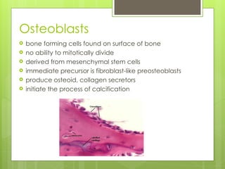 Biochemistry of bone formation and degradation | PPT
