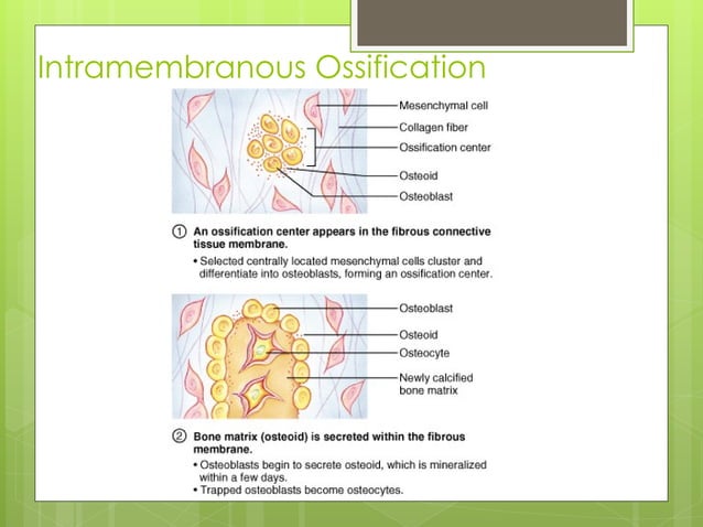 Biochemistry of bone formation and degradation | PPT