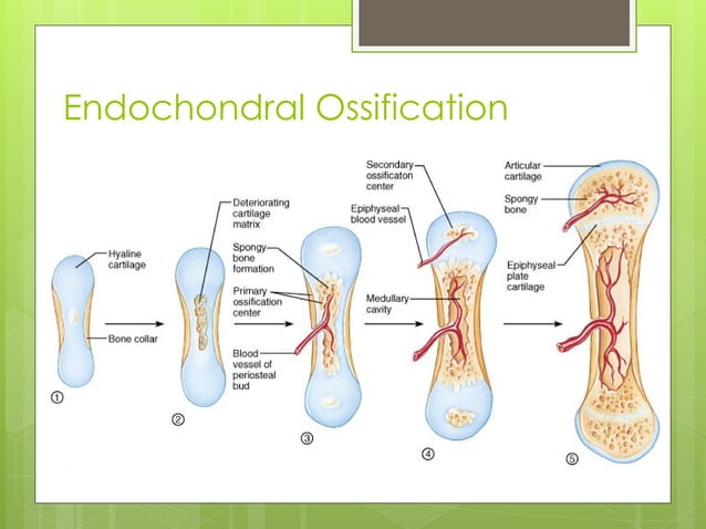 Biochemistry of bone formation and degradation | PPT