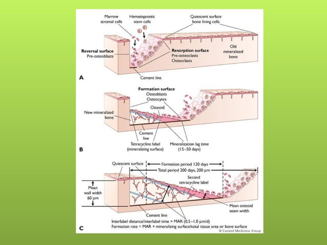 Biochemistry of bone formation and degradation | PPT