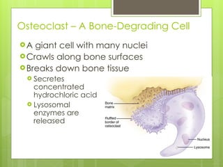 Biochemistry of bone formation and degradation | PPT