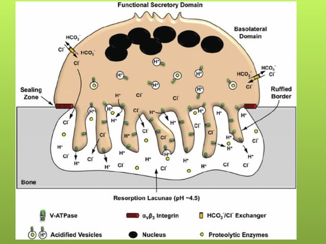 Biochemistry of bone formation and degradation | PPT