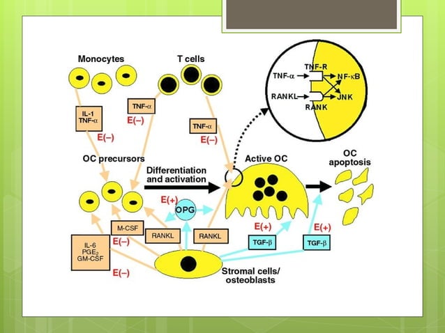 Biochemistry of bone formation and degradation | PPT