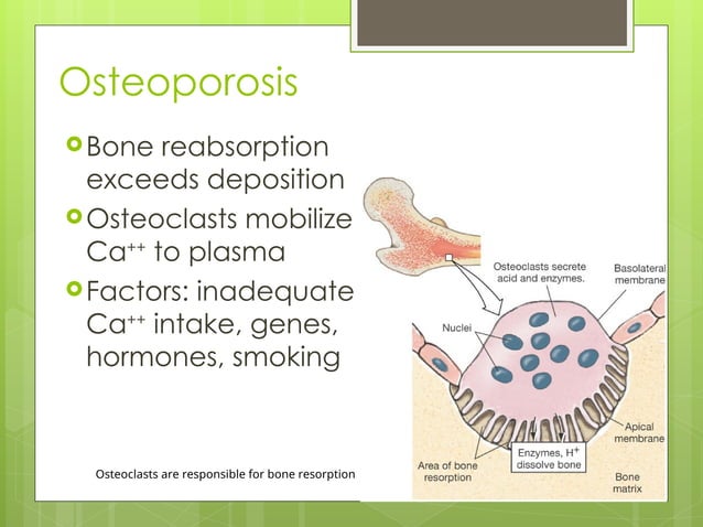 Biochemistry of bone formation and degradation | PPT