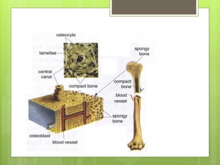 Biochemistry of bone formation and degradation | PPT