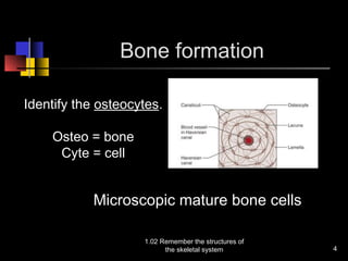 1.02 remember the_structures_of_the_skeletal_system | PPT