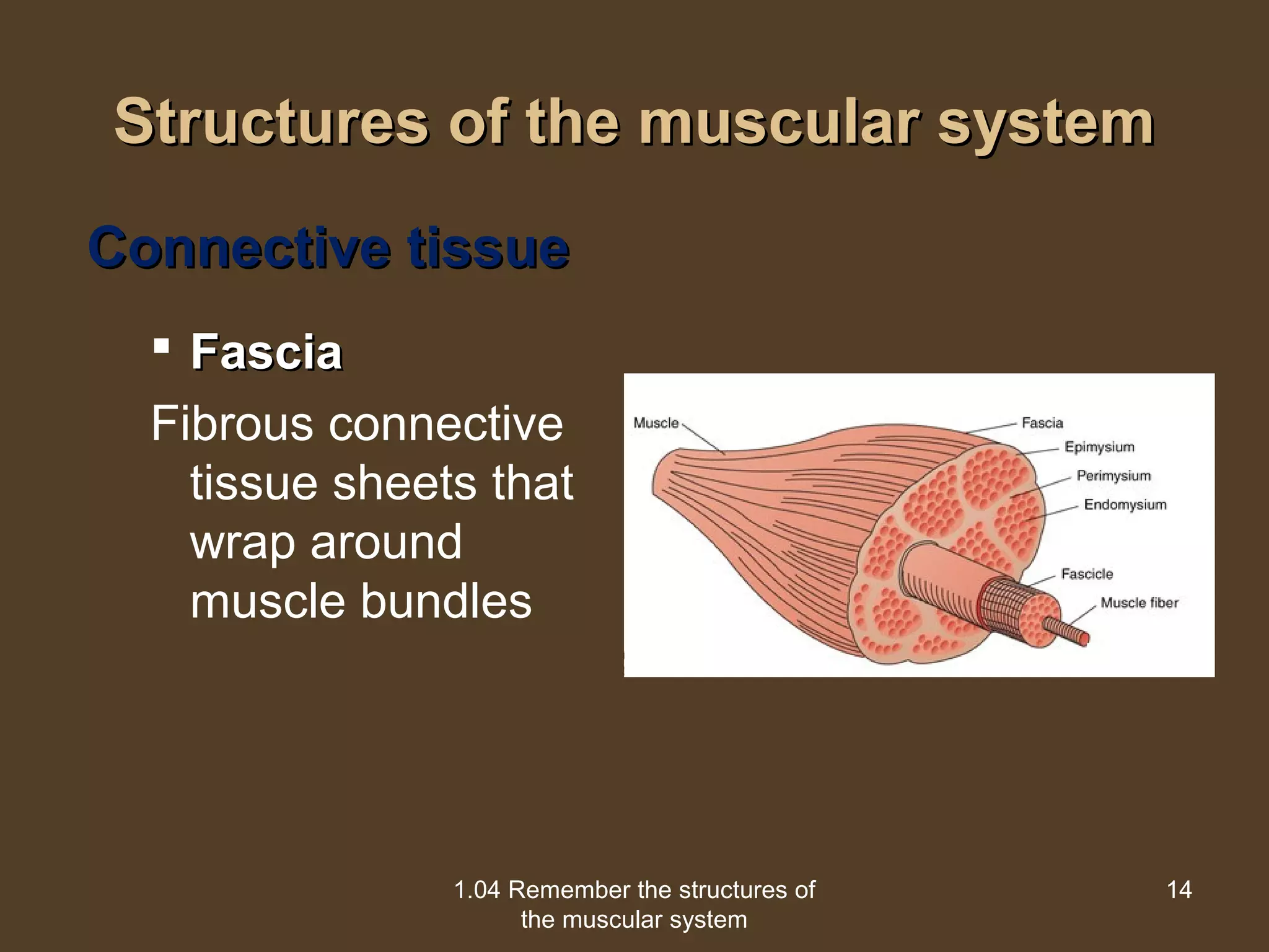 1.04 remember the_structures_of_the_muscular_system | PPT