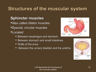 1.04 remember the_structures_of_the_muscular_system | PPT