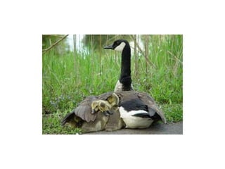 beautiful of animals | PPS