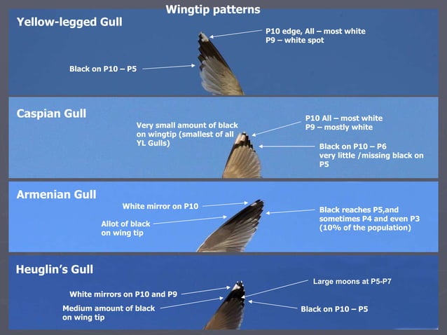 Part 1 - Updated 25/1/11 Israel large Ad Gulls of Israel Identification ...